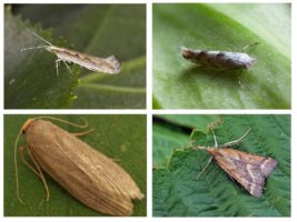 Hoe ziet de mot eruit op de foto, de soorten en verschillen van de mot ...