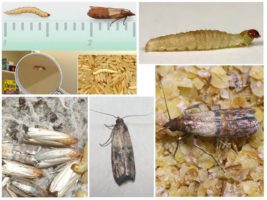 Hoe ziet de mot eruit op de foto, de soorten en verschillen van de mot ...