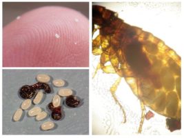 Cómo se ven las pulgas en la foto: tipos de pulgas y su descripción ...