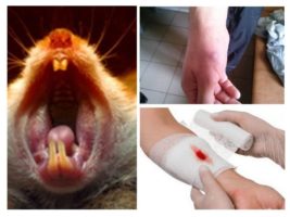 Qué hacer si un ratón muerde, los síntomas y las consecuencias de una ...