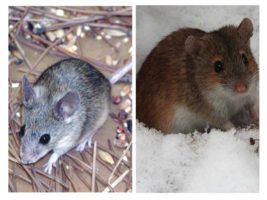 Typen en soorten muizen hun beschrijving en foto