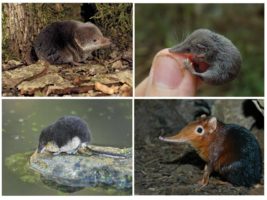 Musaranho - foto e descrição