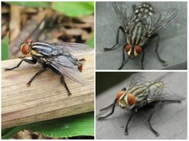 Insect gadfly - photo and description of various species