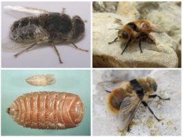 Insect gadfly - photo and description of various species