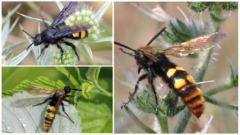 Horzel - foto en beschrijving van een insect van verschillende soorten