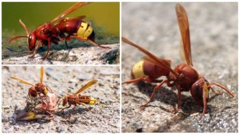 Horzel - foto en beschrijving van een insect van verschillende soorten