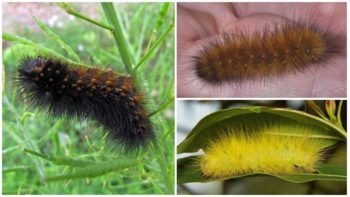 Soorten rupsen - foto's, namen en beschrijving