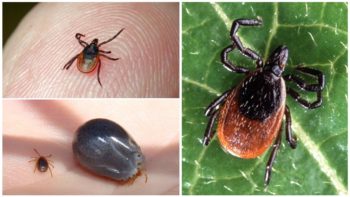 Cómo se ve una garrapata: fotos, descripciones y nombres de variedades ...