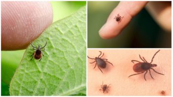 Todo sobre garrapatas, vista bajo un microscopio, la estructura de la ...