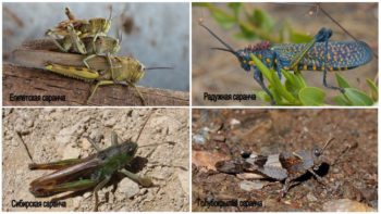 Insecto langosta - foto y descripción
