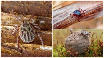 Cómo se ve una garrapata: fotos, descripciones y nombres de variedades ...